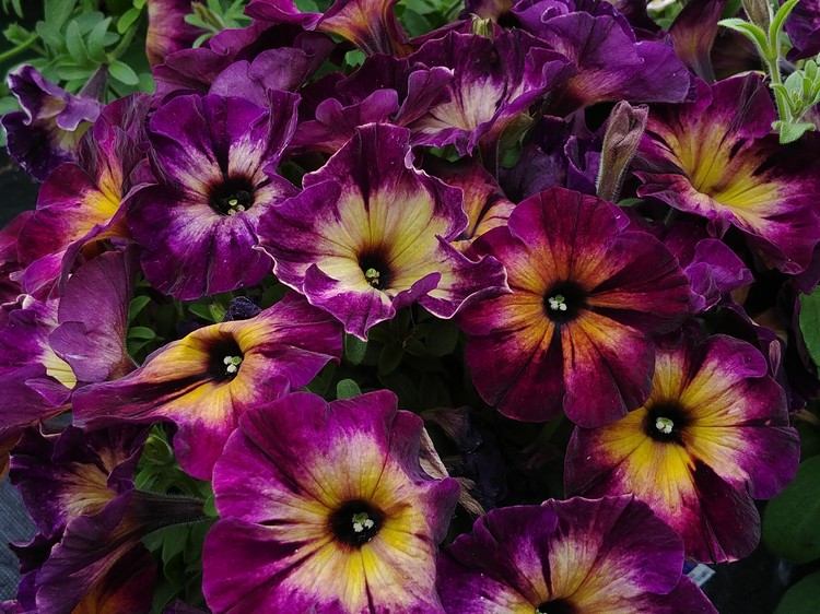 W.W. Greenhouses | West Michigan's perennial and annual garden center ...