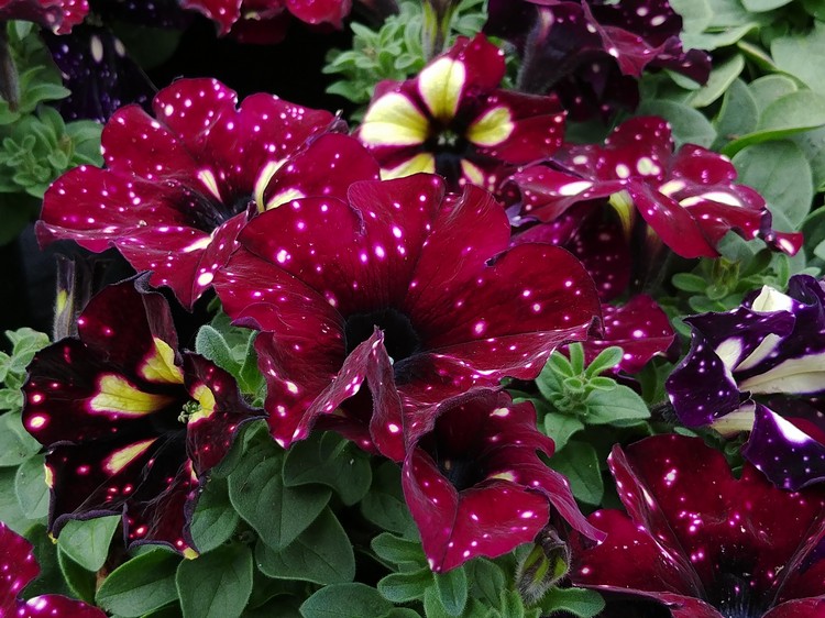 W.W. Greenhouses | West Michigan's perennial and annual garden center ...