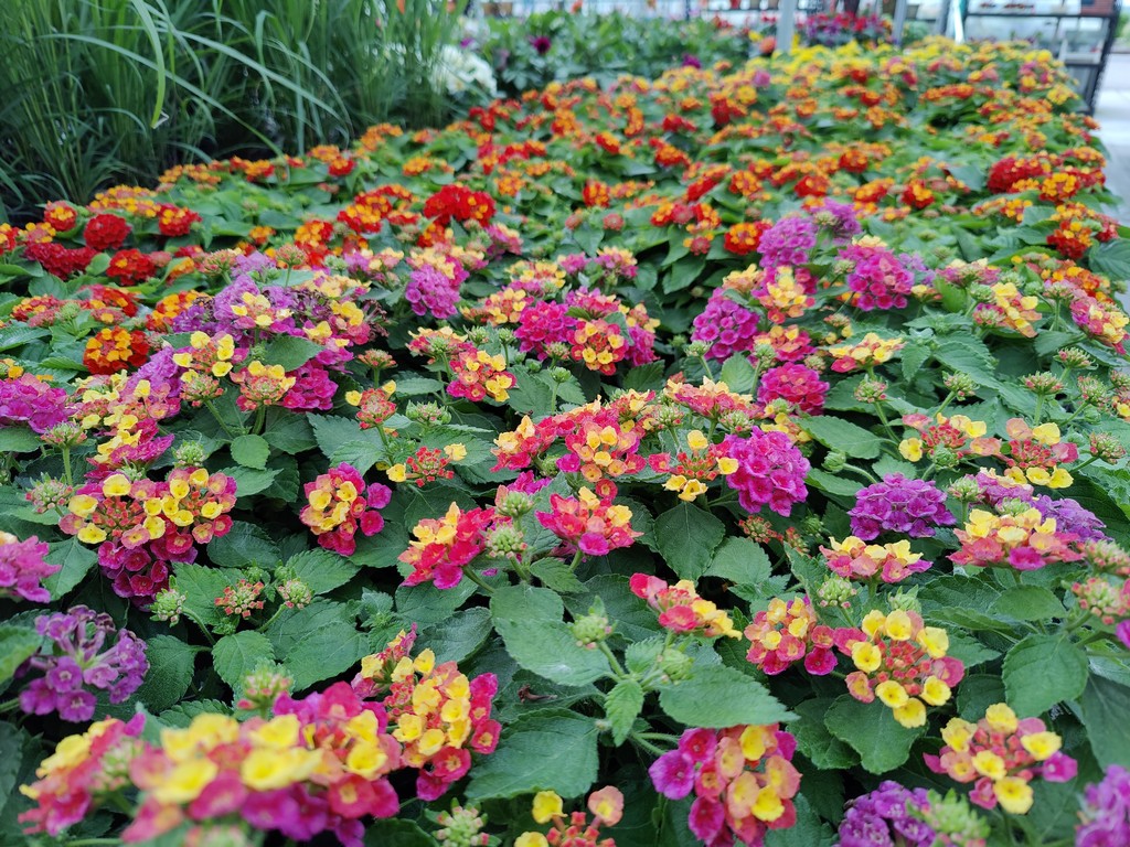 W.W. Greenhouses | What's blooming and in color at W.W..